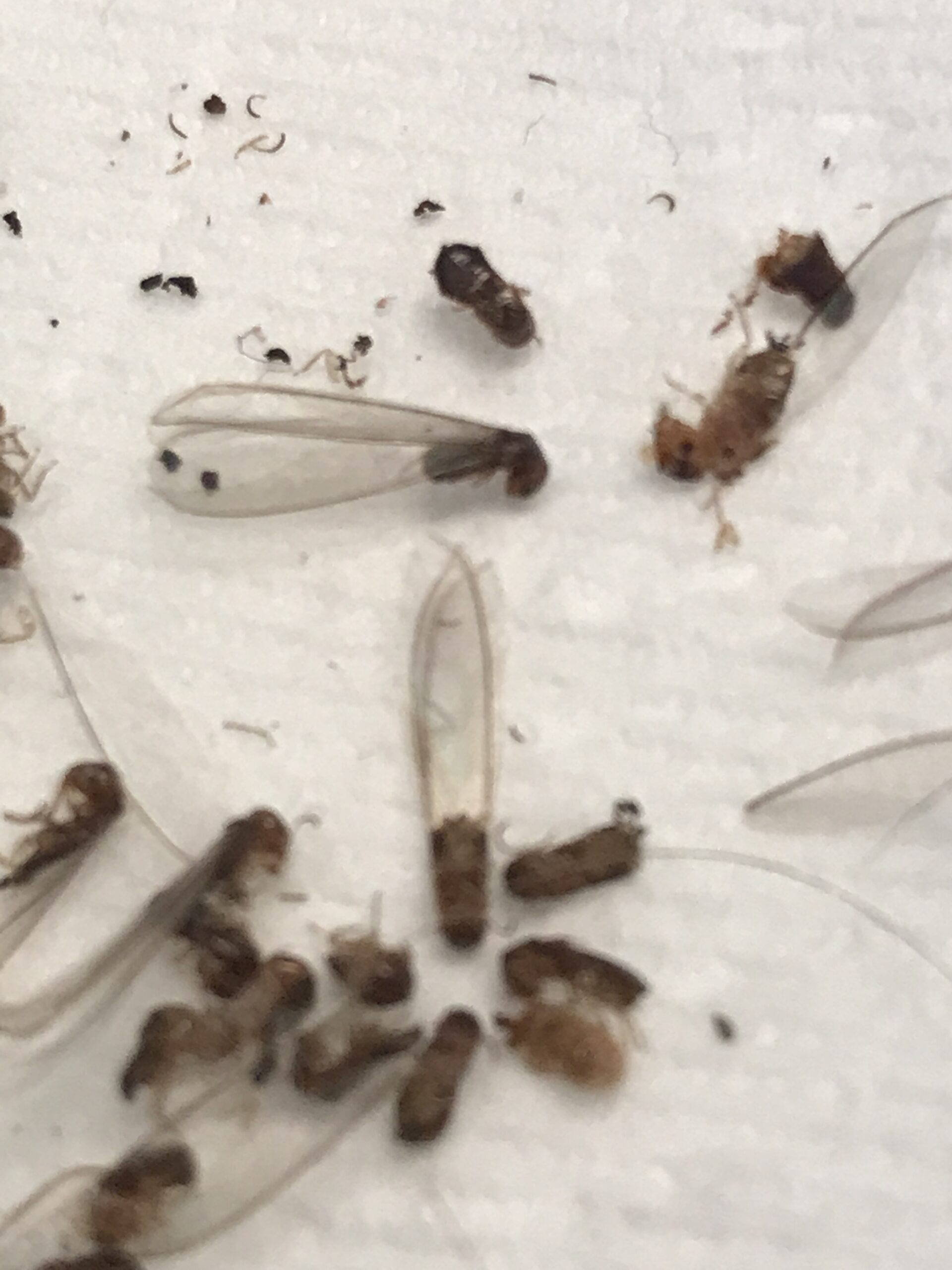 How Do You Know If You Have Termites in Your House? - A Bug's Life Pest ...